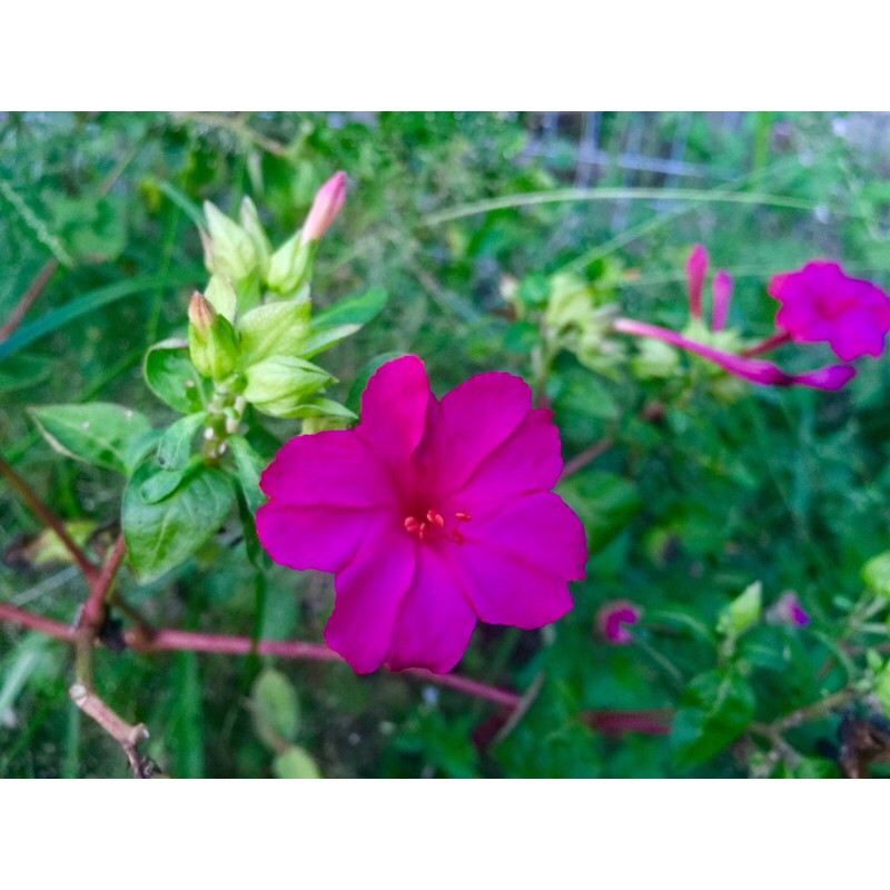 Bunga Seroja Purple 20 Biji Benih/Seed | Shopee Malaysia