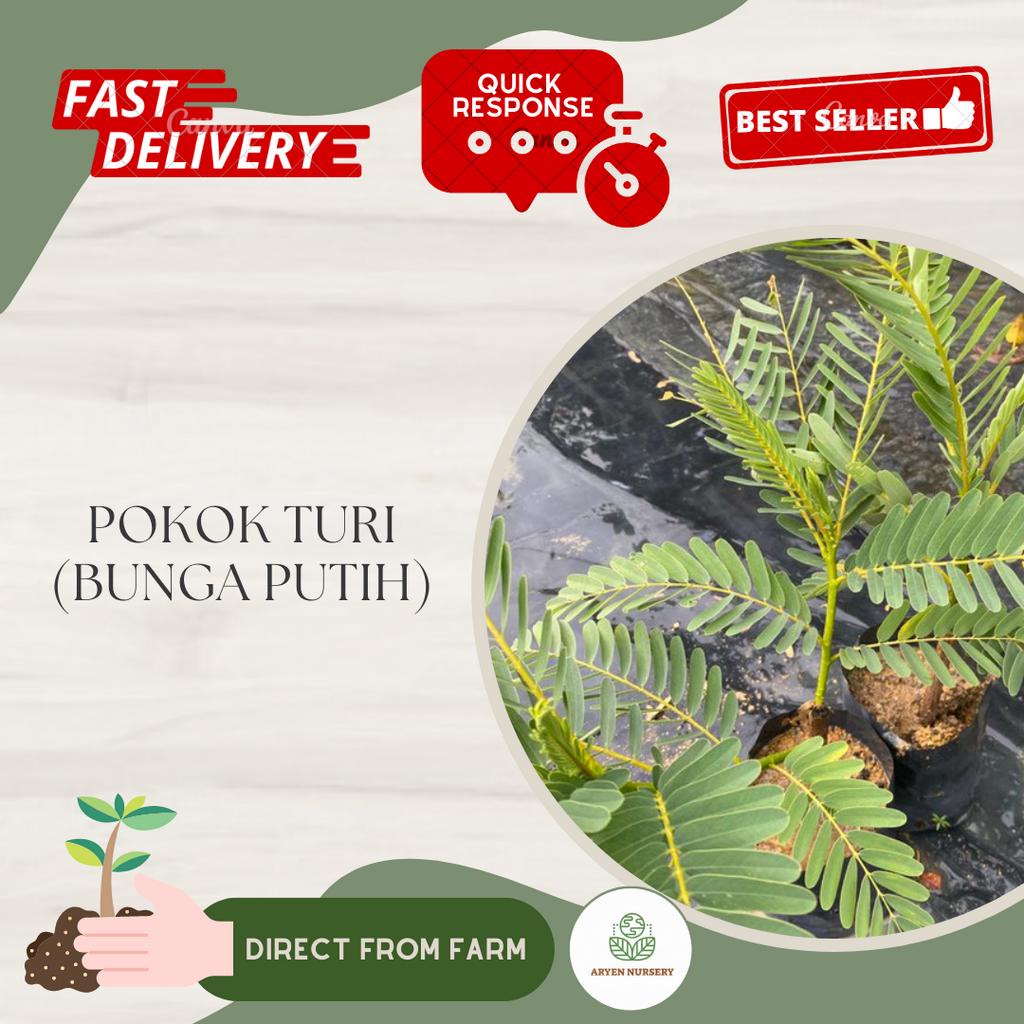 Aryen Nursery || Pokok Turi Bunga Putih | Shopee Malaysia