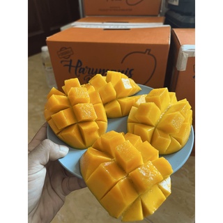 Mangga Mempelam Harum Manis Perlis dari kebun 100% Original [Ada ...