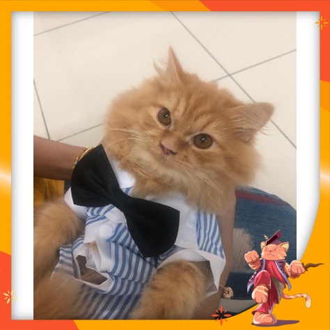 Baju Kucing Jantan Gemuk Comel Murah Ready Stock Malaysia Pet Cat Dog ...