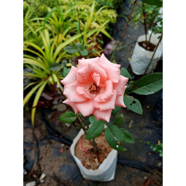 Anak Pokok Bunga Ros Hidup / Rose Siam / Rose Thailand | Shopee Malaysia