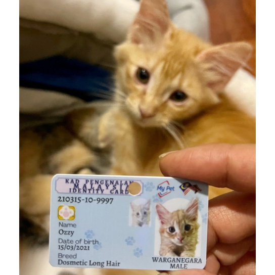Kad Pengenalan Mykad ID IC Kucing Anjing Arnab Hamster Burung Iguana ...