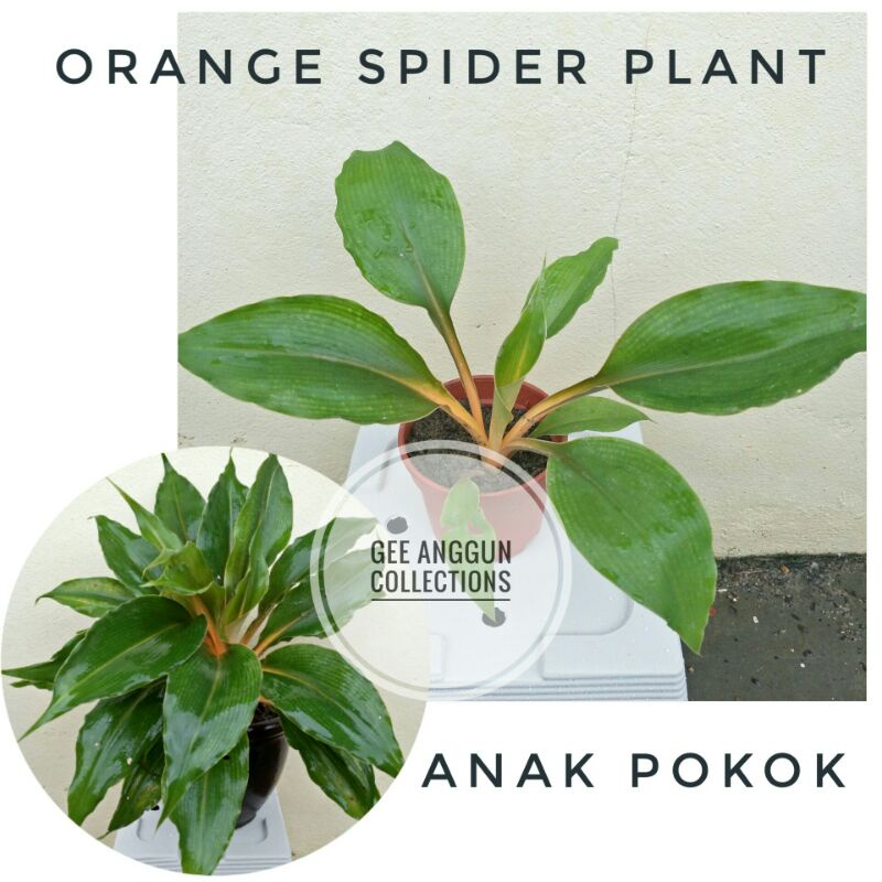 Orange spider plant (anak pokok) | Shopee Malaysia