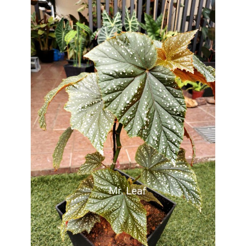 Indoor plant- Begonia Corallina de Lucerna " Pokok Asam Batu" | Shopee ...