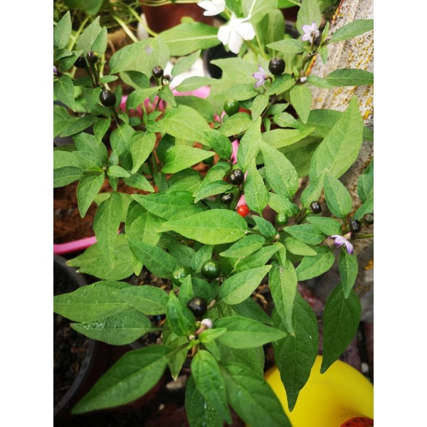 Pokok Cili "Black Pearl" Bunga Purple 🌶️Buah bulat macam butang ...