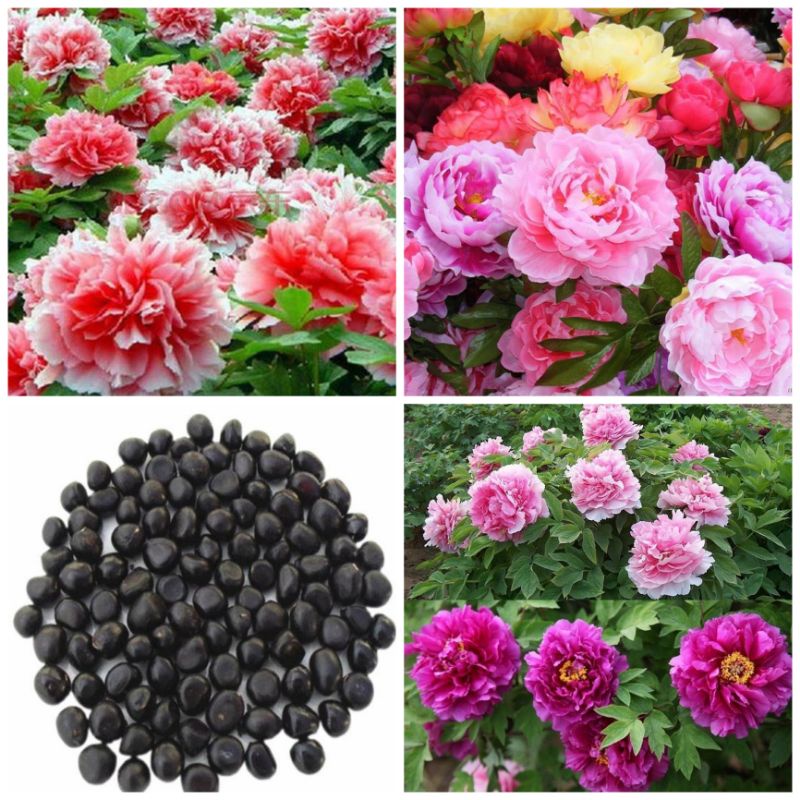 Biji Benih - Bunga Peony | Flower Seed - Peony | 花种子 - 牡丹花？吃ii | Shopee ...