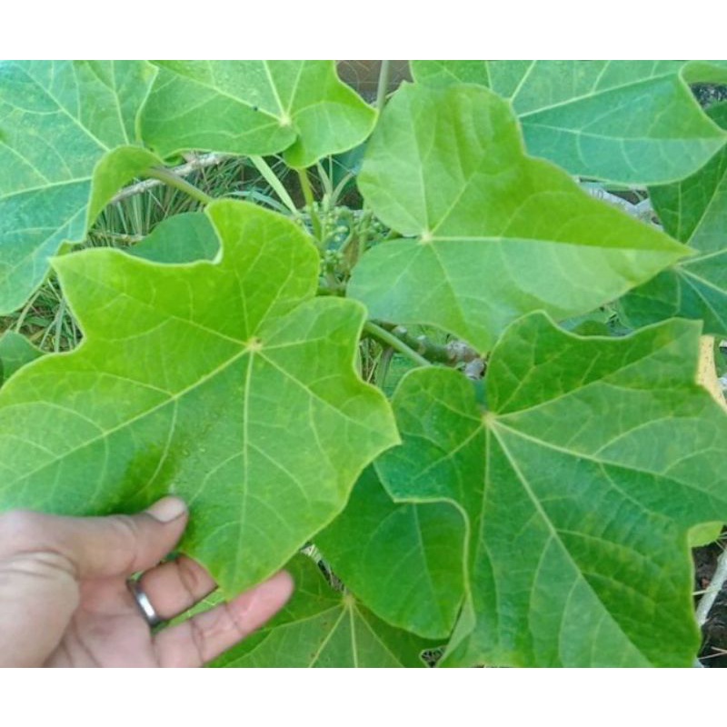 daun pokok jarak pagar khasiat luar biasa. | Shopee Malaysia