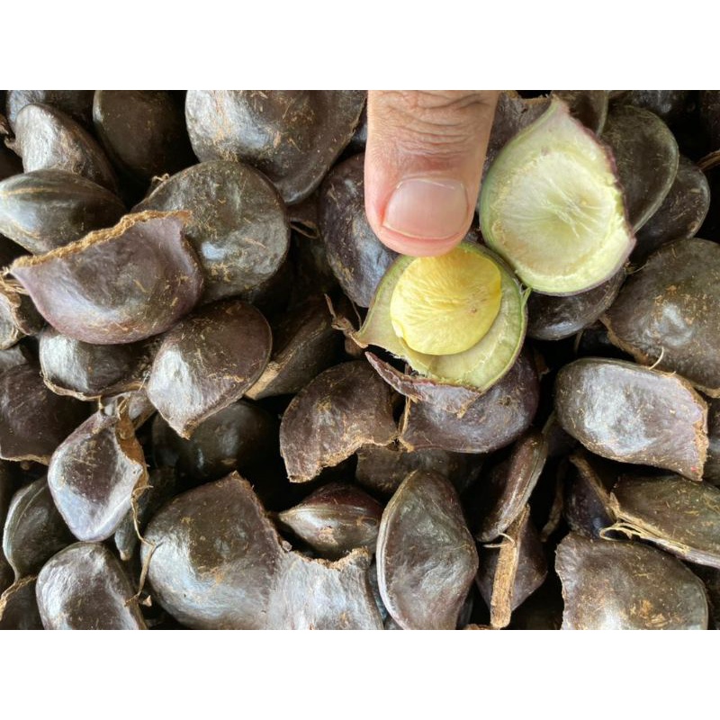 JERING MUDA @ CAMBAH MUDA | Shopee Malaysia