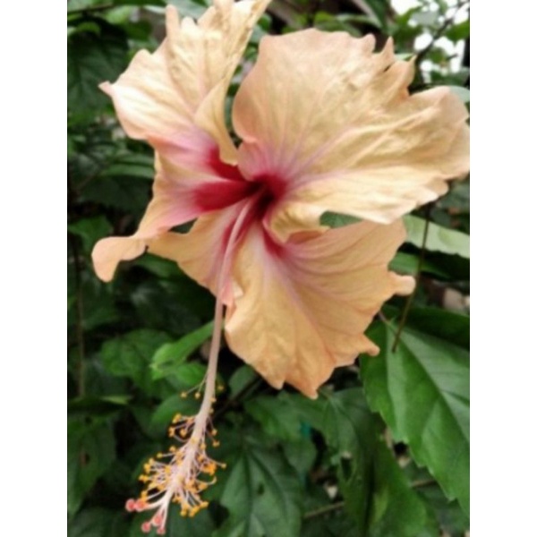 anak pokok bunga raya oren krim | Shopee Malaysia