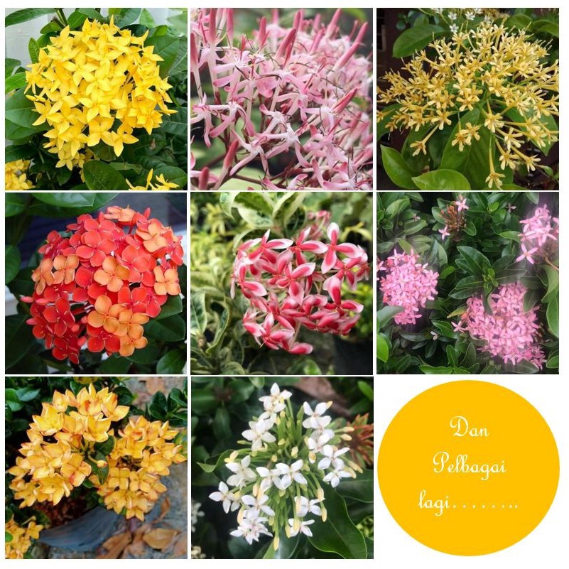 Anak Pokok Ixora Pelbagai ID Bunga Siantan Jejarum Pecah Periuk ...