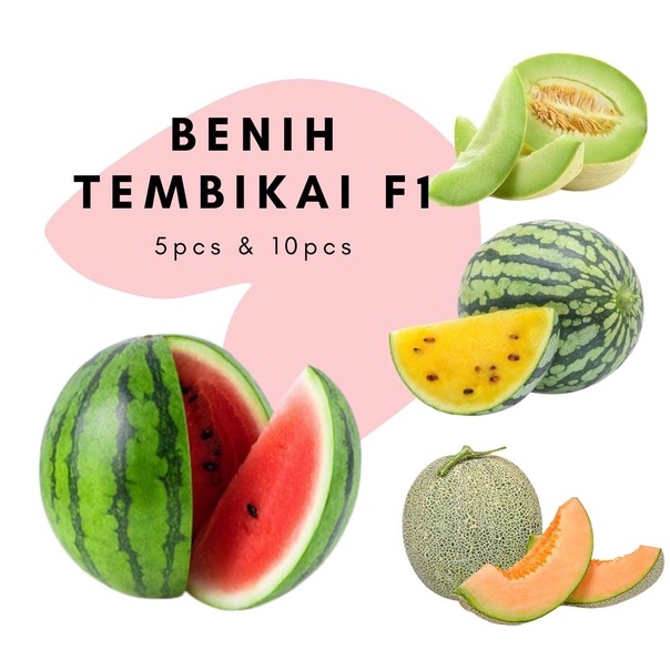 BENIH/SEED TEMBIKAI PELAGAI JENIS F1 HYBRID | Shopee Malaysia