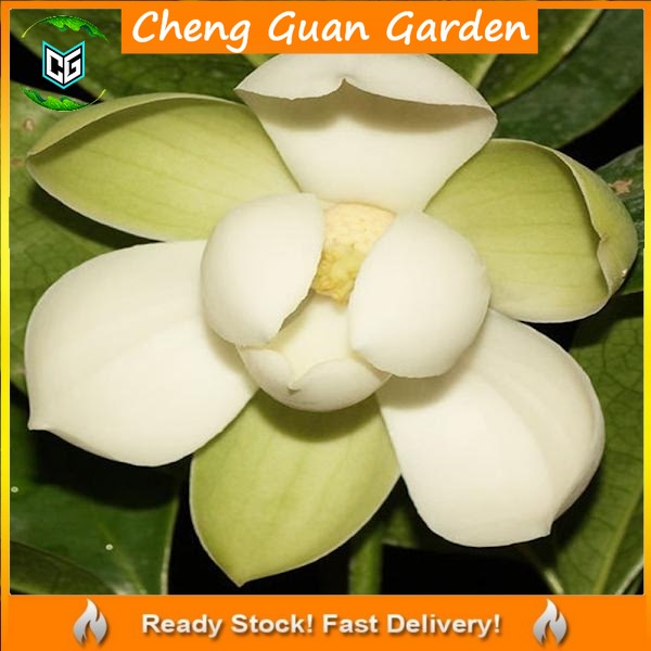 Anak Pokok Bunga Cempaka Telur Bunga Wangi Pokok Stabil | Shopee Malaysia