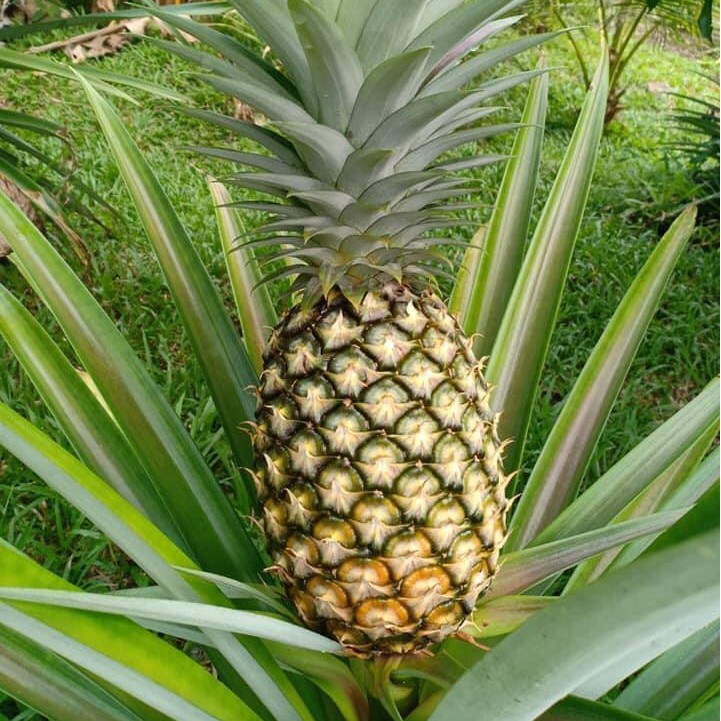 BAJA SB NANAS UNTUK 150 POKOK BESAR DAN MANISKAN BUAH PACK 1.5KG ...