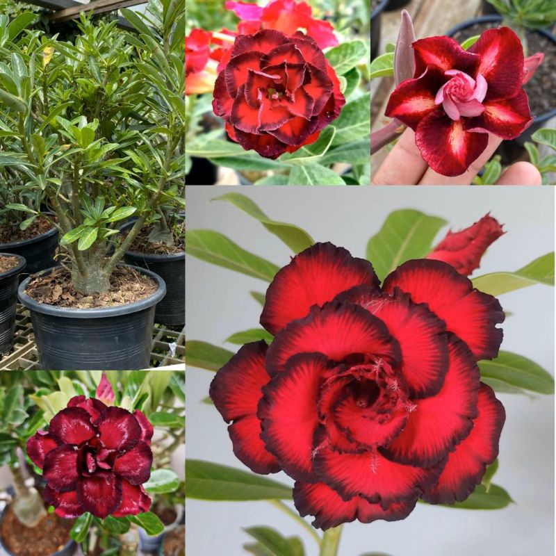 MIX ID POKOK BUNGA KEMBOJA/ADENIUM REAL LIVE PLANT PASU 8INCI (RARE ID ...