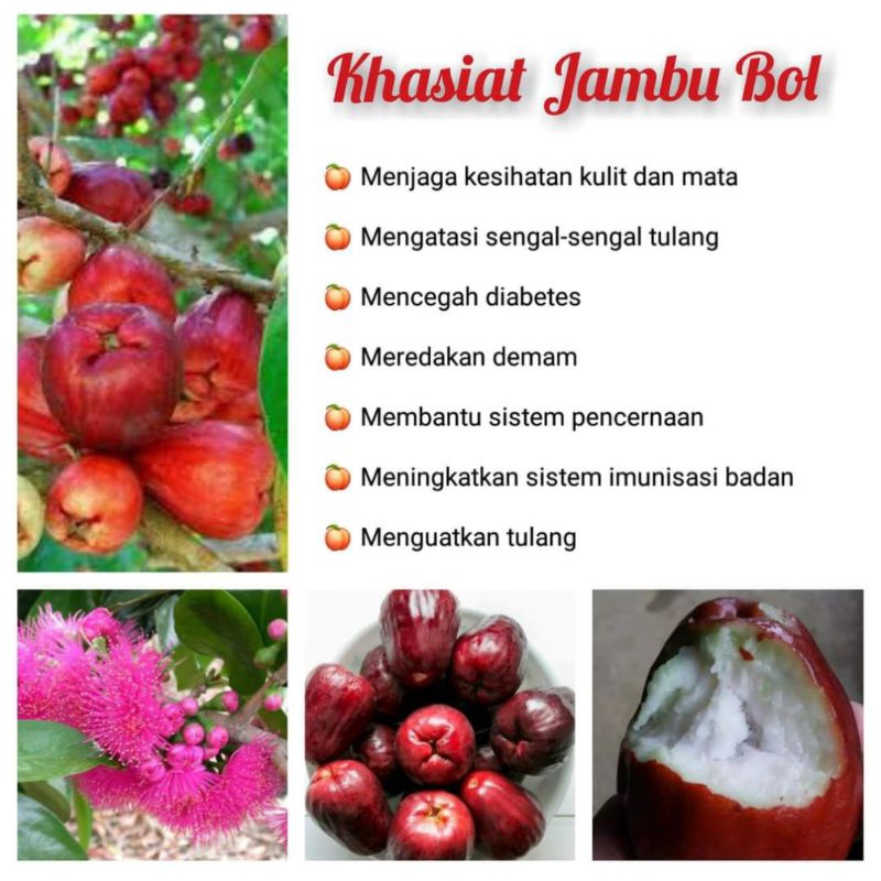 Jambu Bol dan Khasiatnya | Shopee Malaysia