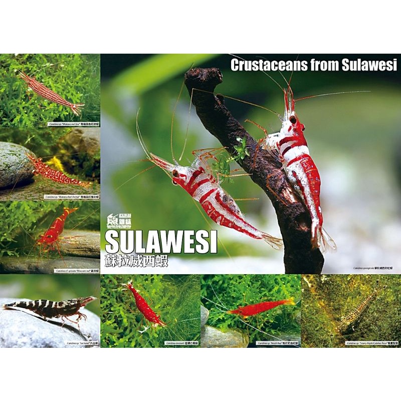 Aquatic Poster Corydoras CRS Sulawesi shrimps Altum Angel ...
