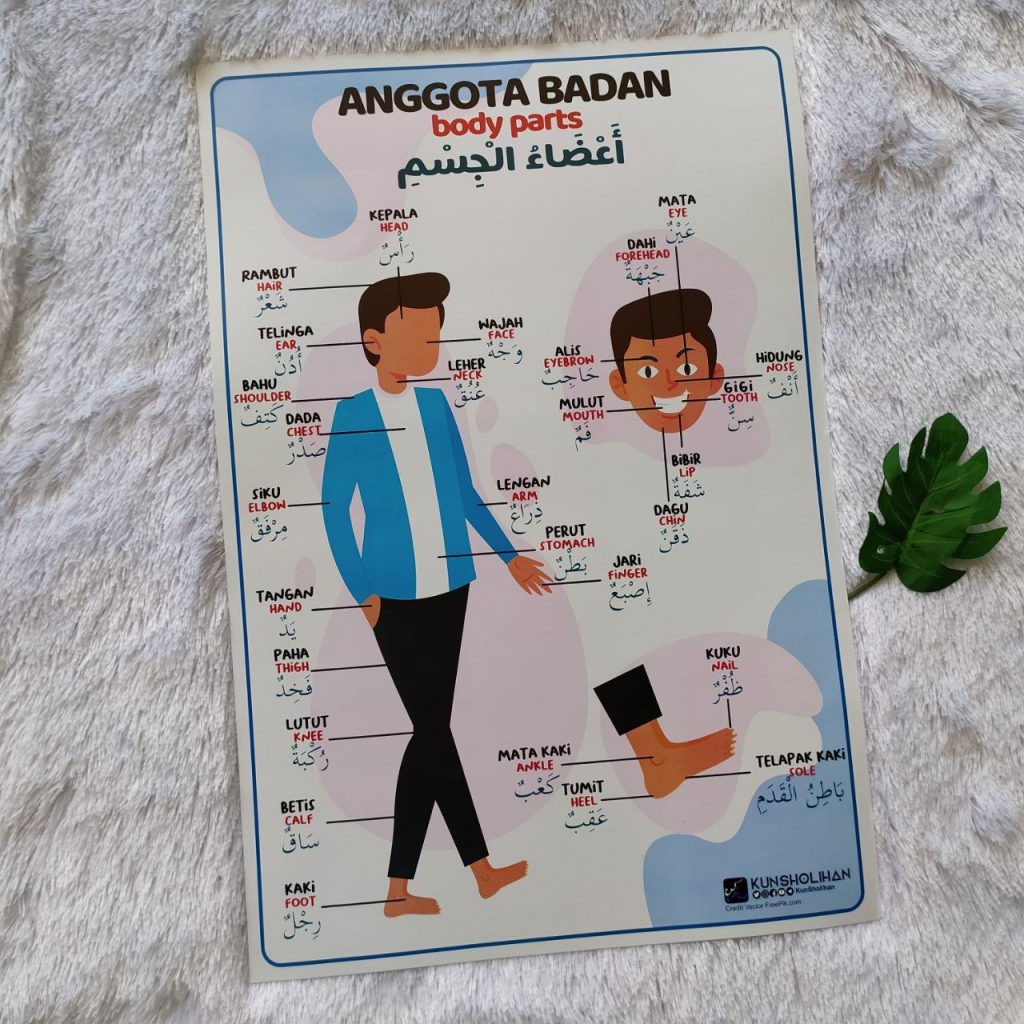 Poster Of Body Parts Indonesia Arabic English | Shopee Malaysia