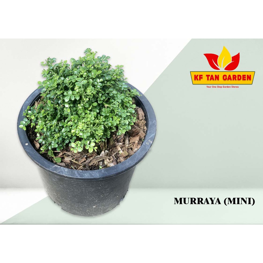 KF - Murraya Exotica // Chinese Box 九里香 (mini size) // Live Plant ...