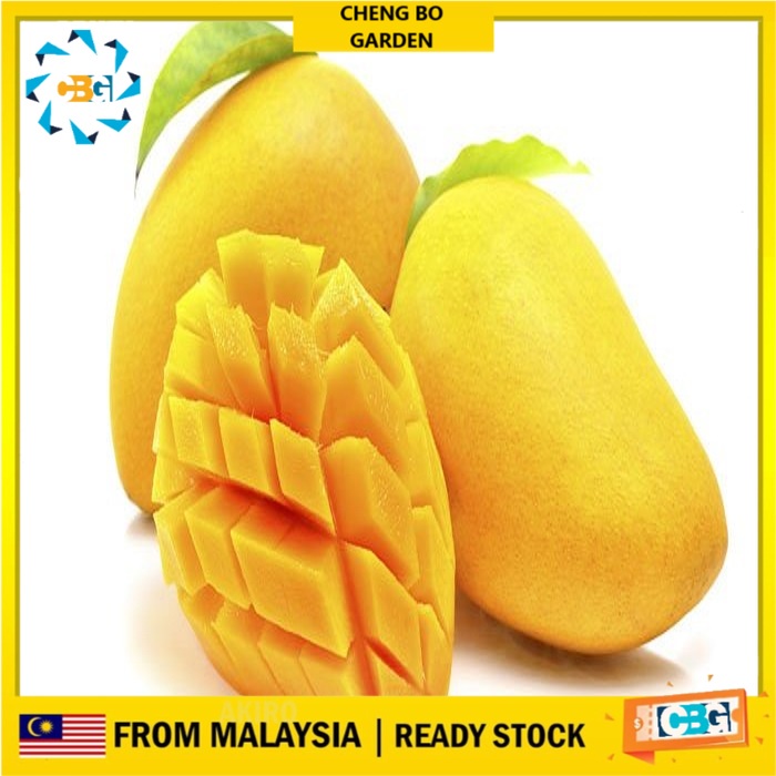 Anak Pokok Mangga Mempelam Pauh Pelam Harumanis Harum Manis Lebat ...