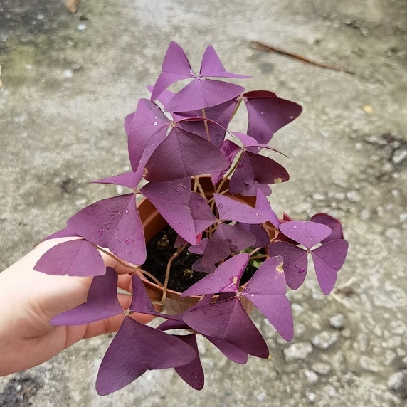 Oxalis triangularis | False Shamrock | Purple Butterfly Plant | Pokok ...