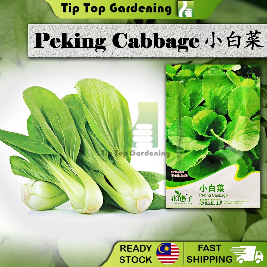 【EXPIRED】BIJI BENIH C047 PEKING CABBAGE FLOWER GODDESS VEGETABLE FLOWER ...