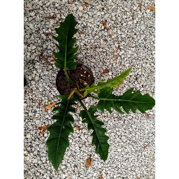 POKOK INDUK MOTHER PLANT KEMOYANG HIJAU RED STEM HITAM EMERALD GREEN ...