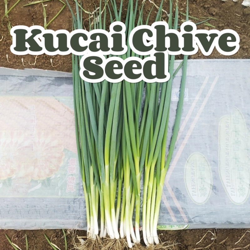 Biji Benih Daun Kucai Chive Leaf Seeds 四季韭菜种子 Vegetable Seed | Shopee ...