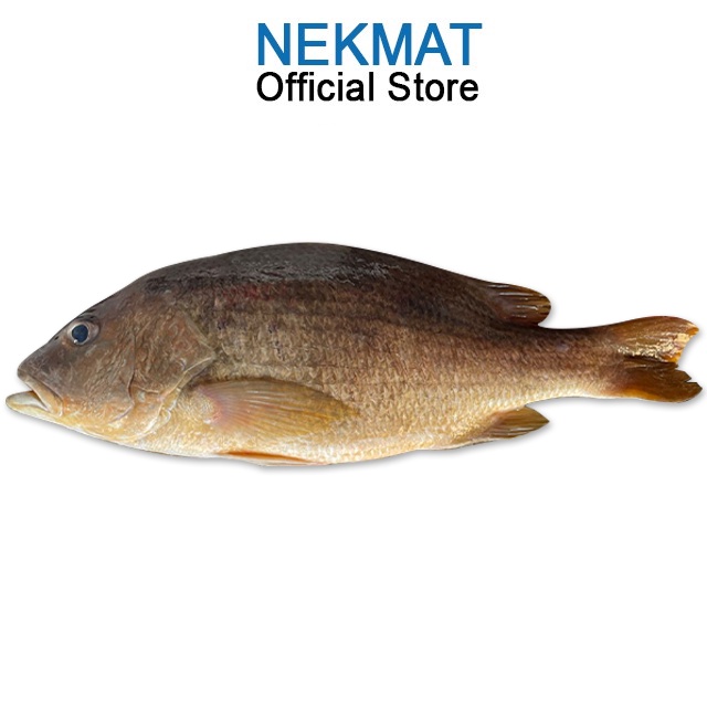 Ikan Jenahak ±1kg | (Area KL - Selangor) | Snapper | Fresh Fish | Ikan ...