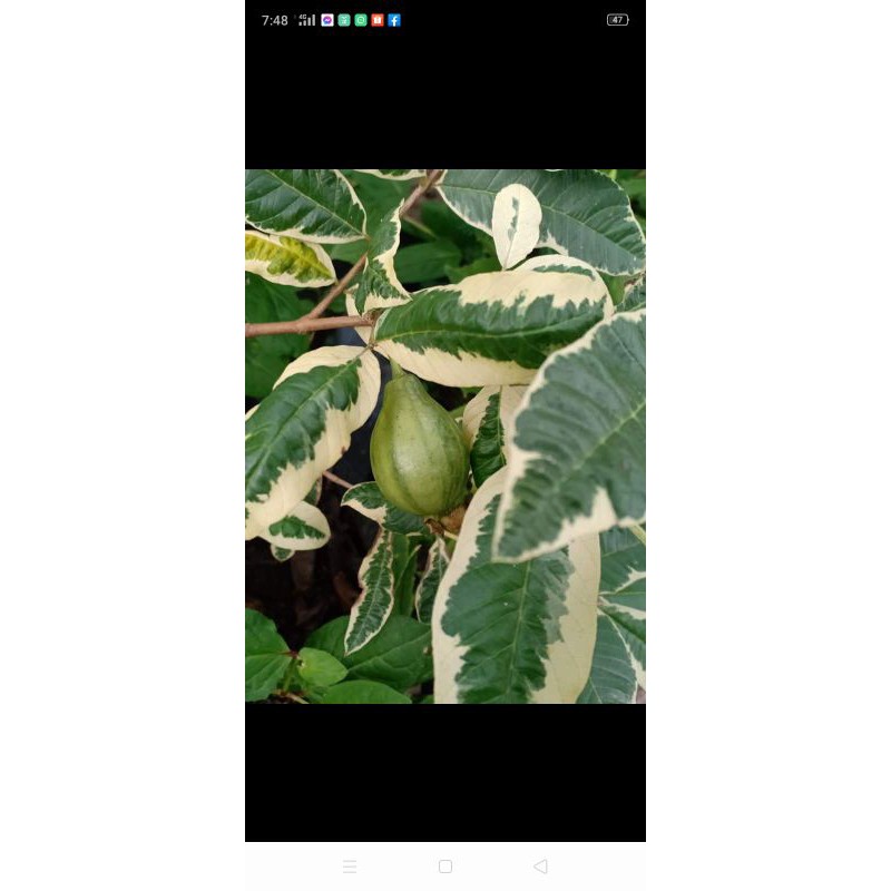 Pokok Jambu Batu Batik | Shopee Malaysia