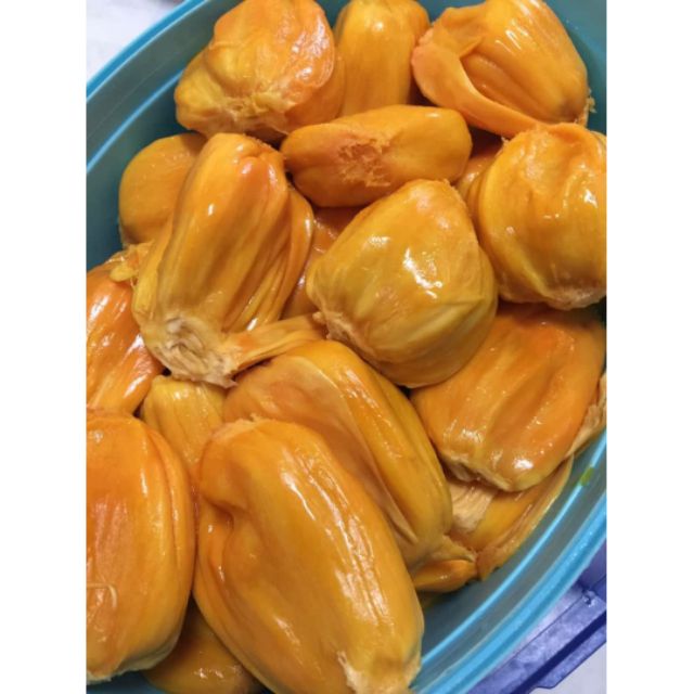 ANAK POKOK CEMPEDAK CHAMPION | Shopee Malaysia