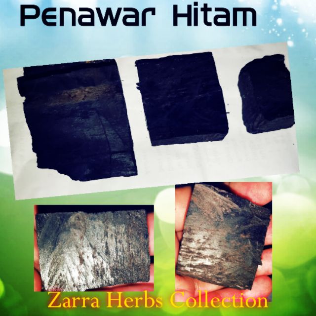Kayu Penawar Hitam, mempunyai nilai perubatannya yang tersendiri ...