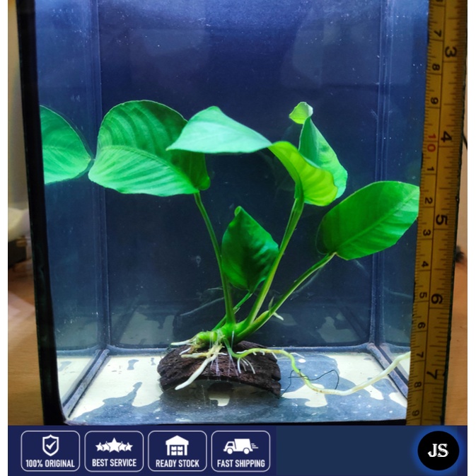 🔥Buy 3 Free 1🔥Anubias, Windelov & Java Fern Aquatic Live Plant (Anubias Nana/Pokok hiasan ...