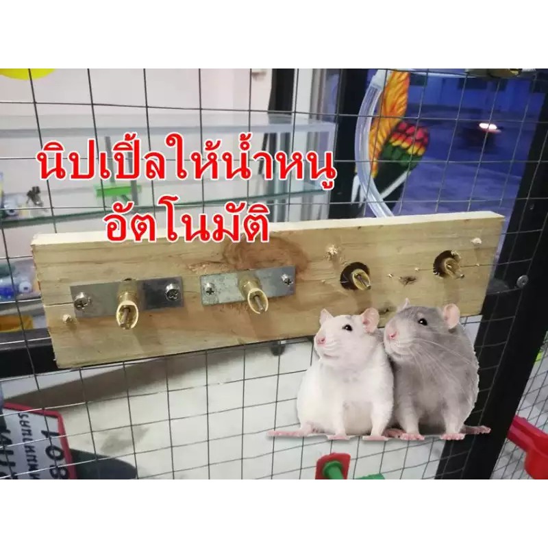 Nipple Automatic Rat Waterer To Water Birds (5 Sets/Pack) | Shopee Malaysia