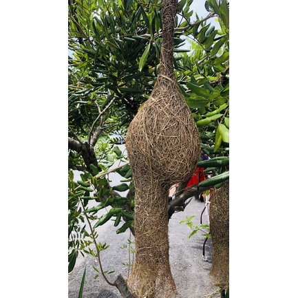 Original Baya Weaver Bird Nest ( Sarang Burung Ciak Tempua ) | Shopee ...