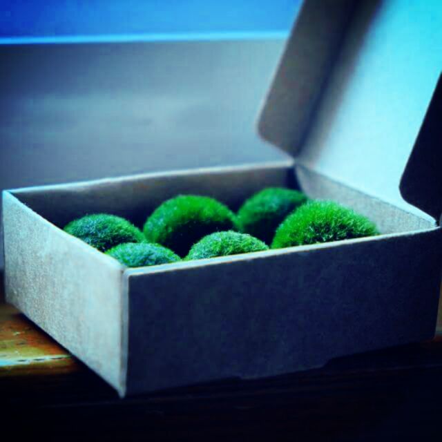 (NEW FRESH ARRIVAL MAY 2025) Japanese Nano MARIMO Aquarium Aquatics ...