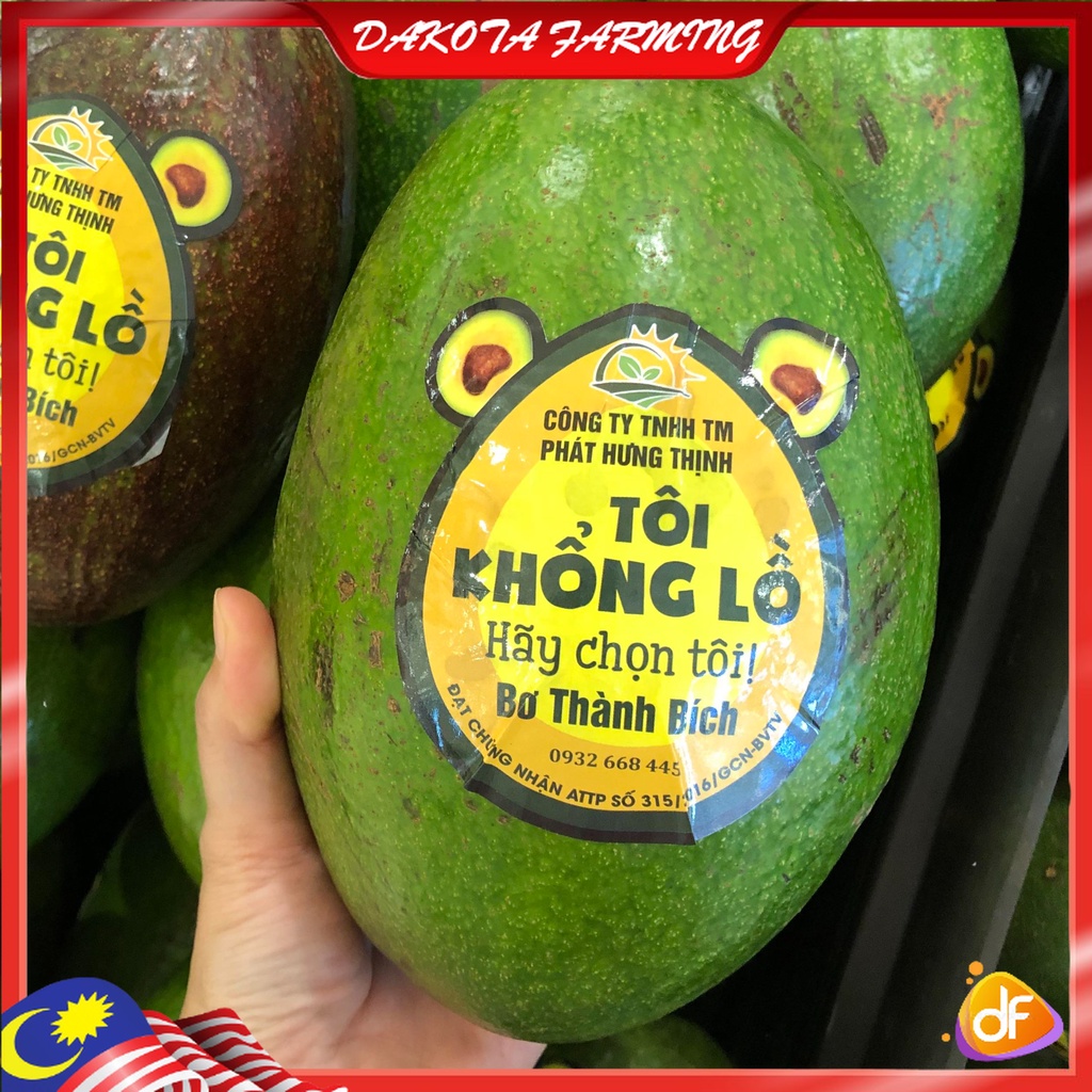 Anak Pokok Avocado Thanh Bich Baka Vietnam Buah Besar Import Dari Thailand | Shopee Malaysia