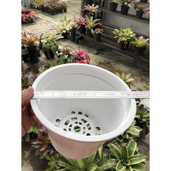 🔥Viral Pasu Siam Putih Saiz 10" & 12" 🔥 | Shopee Malaysia