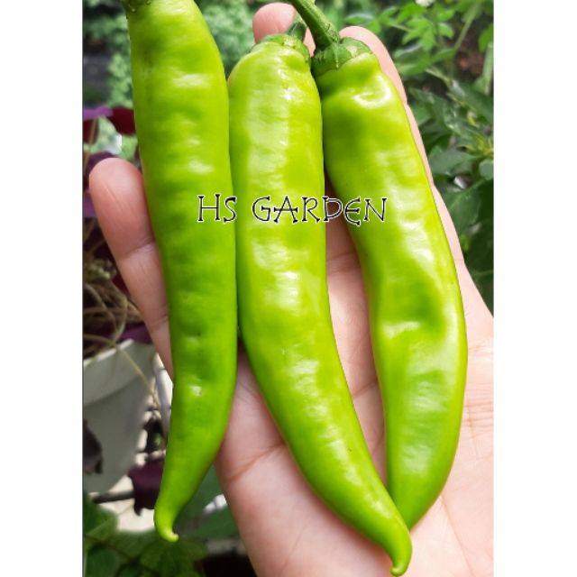 CILI SUSU KULAI 40 BIJI • SEEDS • LADA BESAR • PEPPER • CHILLI | Shopee ...