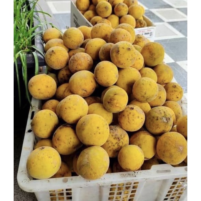 Buah Setoi Setol Fresh Dari Kampung 1kg Sentul | Shopee Malaysia