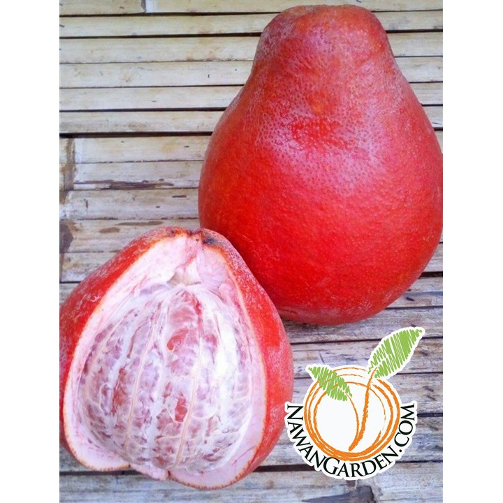 [LIMITED] RUBY RED VIETNAM CITRUS HYBRID (LIMAU MERAH VIETNAM) | Shopee ...