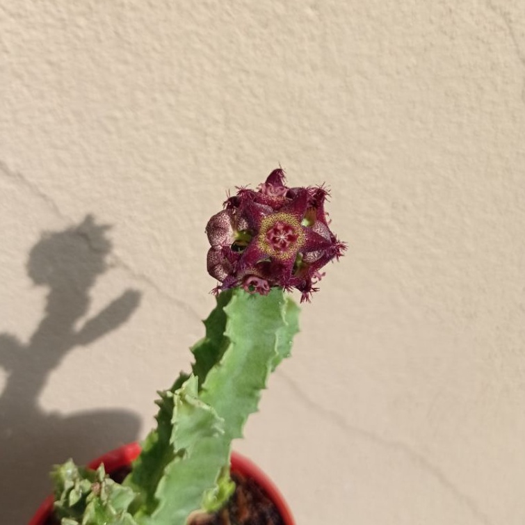 Plant (Caralluma Foetida 唐人棒) | Shopee Malaysia