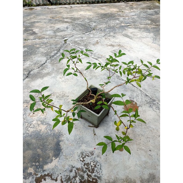 Bonsai jeliti#造型香水梅盆栽#Santalia#Wrightia religiosa# | Shopee Malaysia