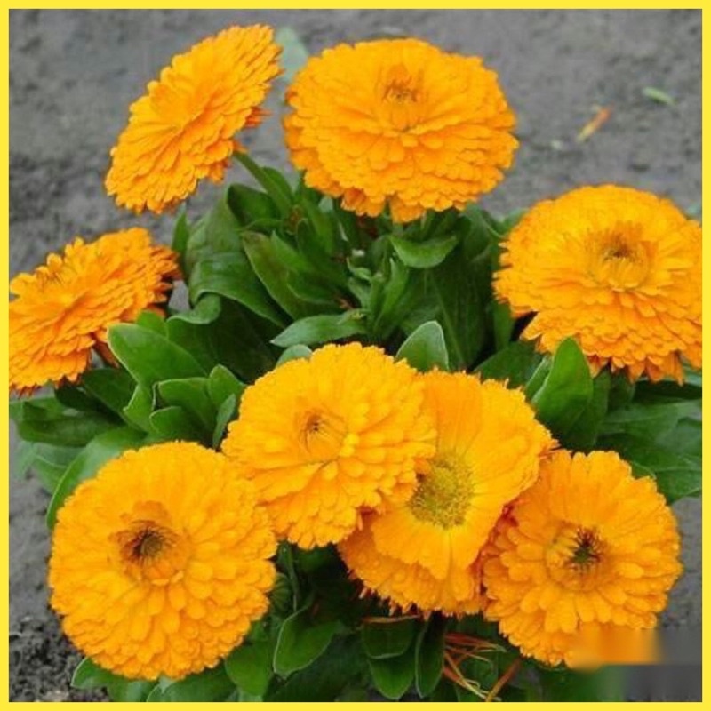 Biji Benih Bunga Calendula (50pcs+/-) ｜ Calendula Flower Seeds ｜ 金盏菊 ...
