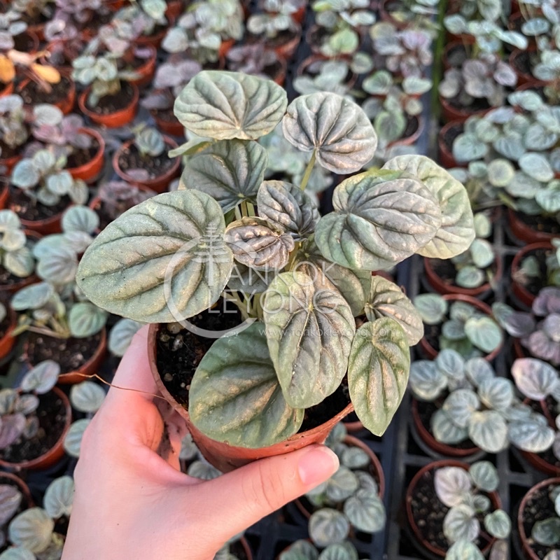 TKL - Peperomia Caperata Burgundy/Emerald/Green/Obtusifolia Variegated ...