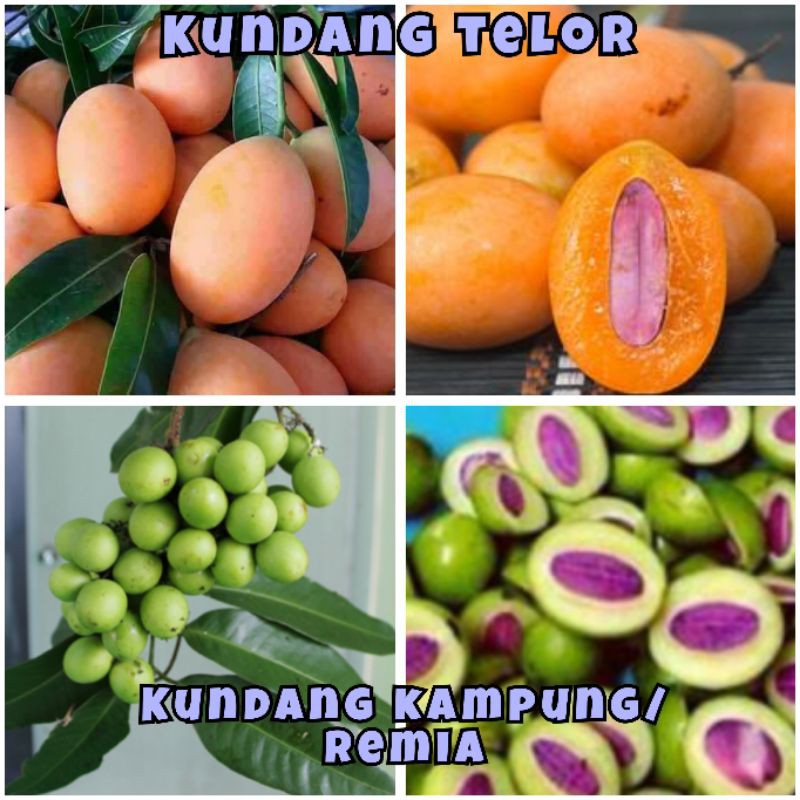 Pokok Buah Kundang Kampung Telur Madu Remia ramunia star setar muda ...