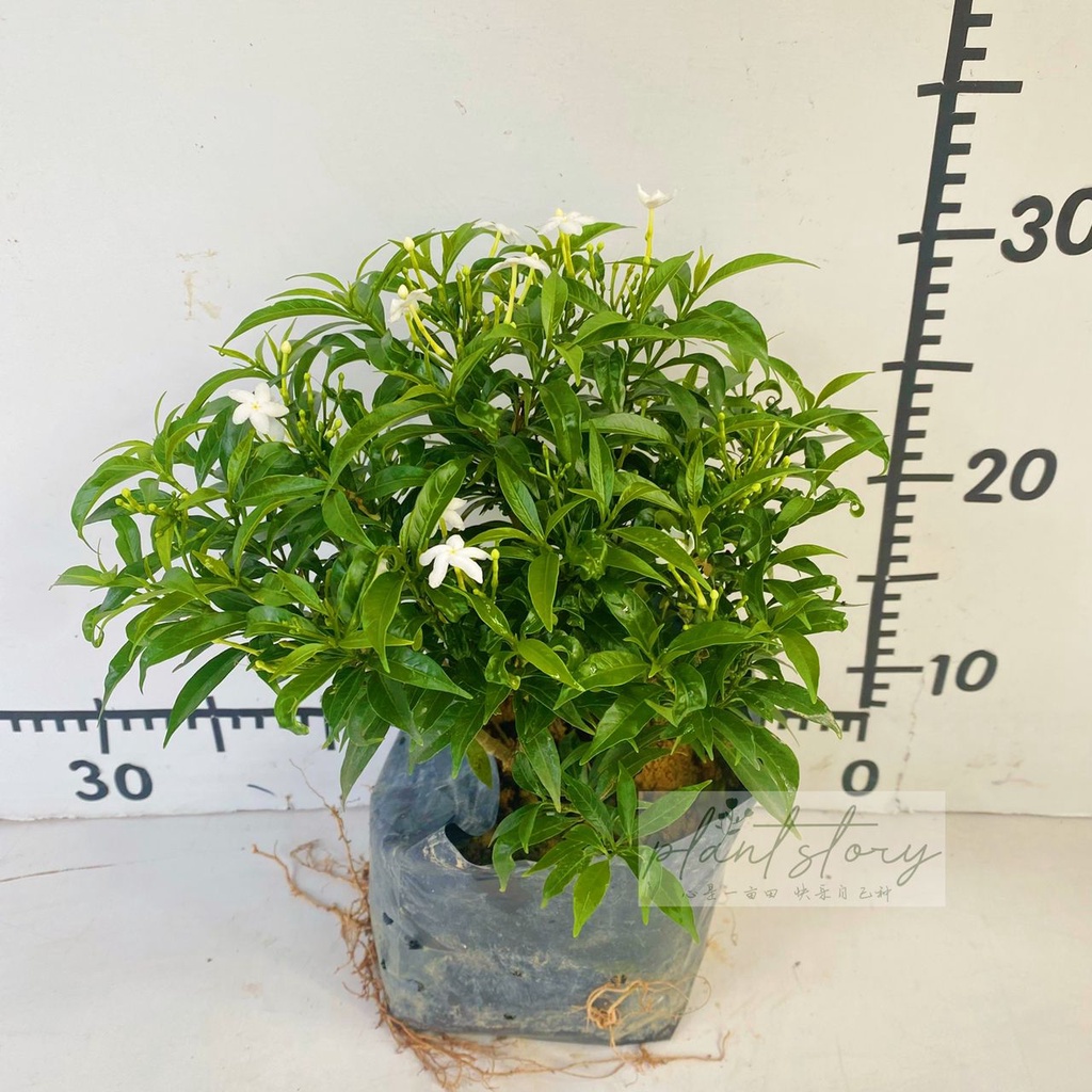 🌱Apocynaceae🌱 狗牙花 🌱 pokok Jasmine🌱pokok Jeliti 🌱Ervatamia 🌱Jasmine ...