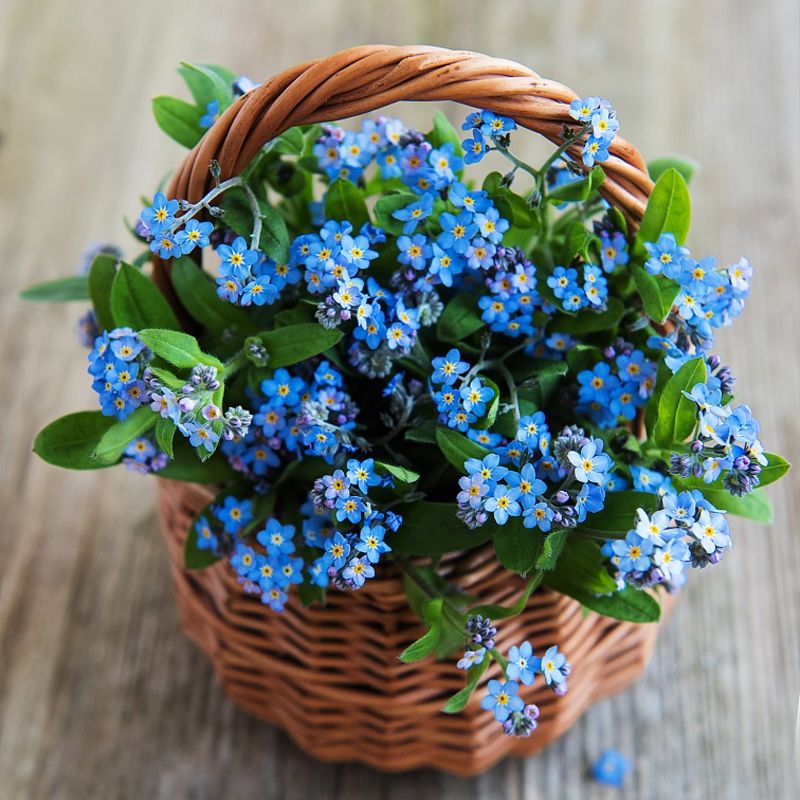 Benih Bunga Jangan Lupa Saya 30pcs/Flower Forget me not/勿忘草花籽 | Shopee ...