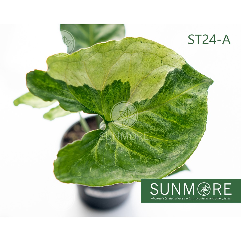 Sunmore | Syngonium T24 ( Random send out) | Shopee Malaysia