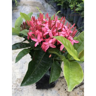 Berjaya Plant Nursery - Bunga Ixora Sunkist/Jenjarum(Pokok Bunga Hidup ...