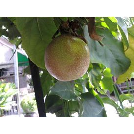 ANOR - Red Passion Fruit Sapling / Anak pokok Markisa Merah | Shopee ...